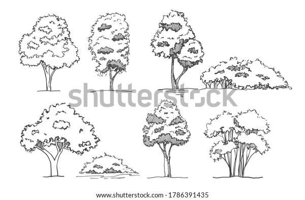 Illustration Hand Drawn Set Shrub Perennials 库存矢量图（免版税）1786391435 ...