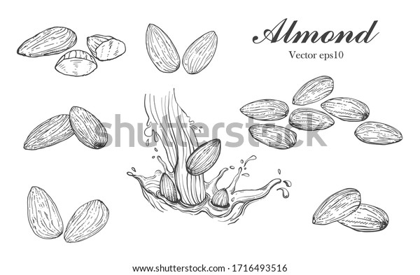 12,421 imágenes de Almond drawings - Imágenes, fotos y vectores de ...