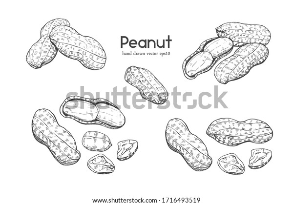 Illustration Hand Drawn Sketch Set Peanuts Stock Vector (Royalty Free ...