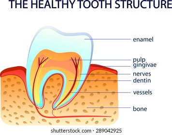 Illustration Healthy Tooth Structure: vector de stock (libre de ...