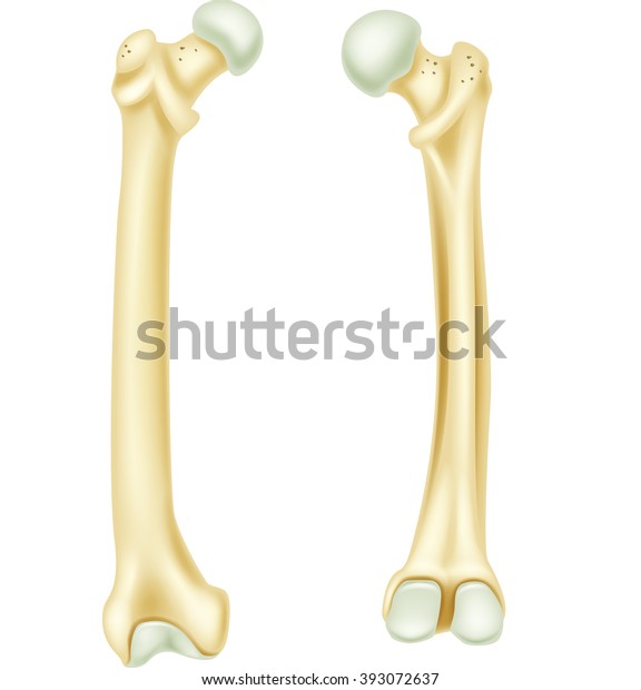Illustration Human Bone Anatomy Stock Vector (Royalty Free) 393072637 ...
