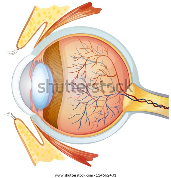 Illustration Human Eye Cross Section Stock Vector (Royalty Free) 114662401