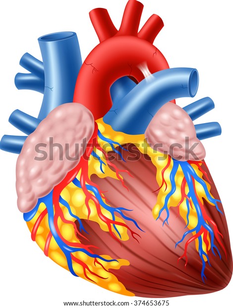Illustration Human Hearth Anatomy Stock Vector (Royalty Free) 374653675 ...