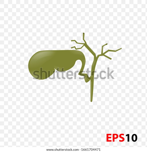 Illustration Human Internal Gallbladder Anatomy Human Stock Vector ...