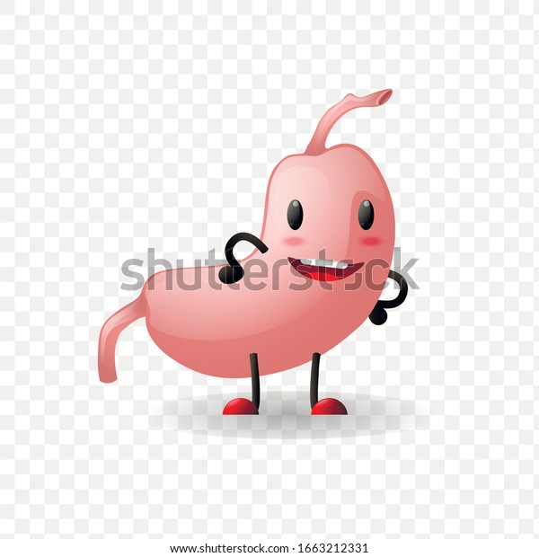 Illustration Human Internal Stomach Anatomy Realistic Stock Vector ...