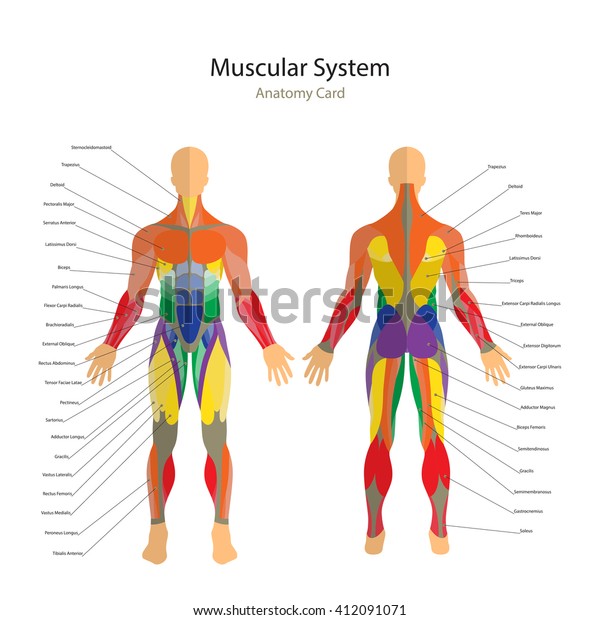 Illustration Human Muscles Exercise Muscle Guide: เวกเตอร์สต็อก (ปลอด ...