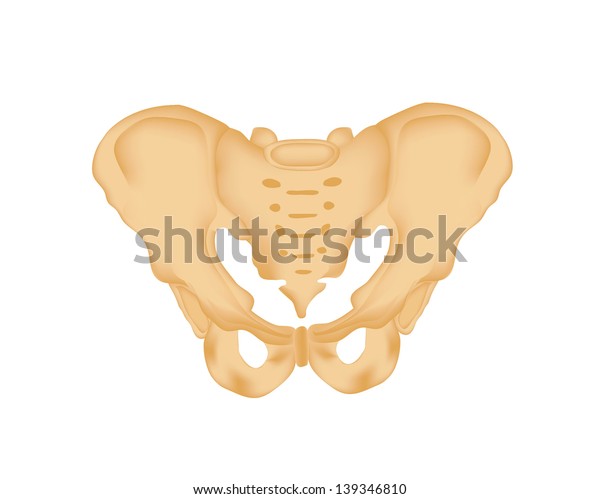 Illustration Human Pelvis Stock Vector (Royalty Free) 139346810