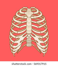 Illustration Human Rib Cage Line Art Stock Vector (Royalty Free ...