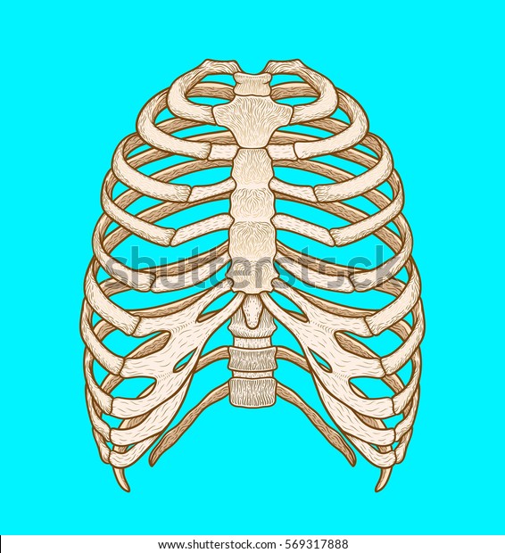 Illustration Human Rib Cage Line Art Stock Vector (Royalty Free ...