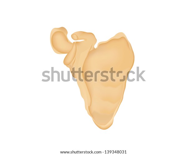 Illustration Human Scapula: เวกเตอร์สต็อก (ปลอดค่าลิขสิทธิ์) 139348031 ...