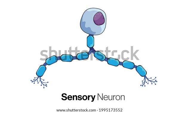 Illustration Human Sensory Neuron Cell Nerve Stock Vector (Royalty Free ...