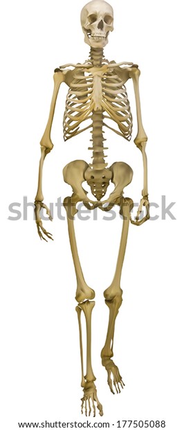 Illustration Human Skeleton Isolated On White 库存矢量图（免版税）177505088