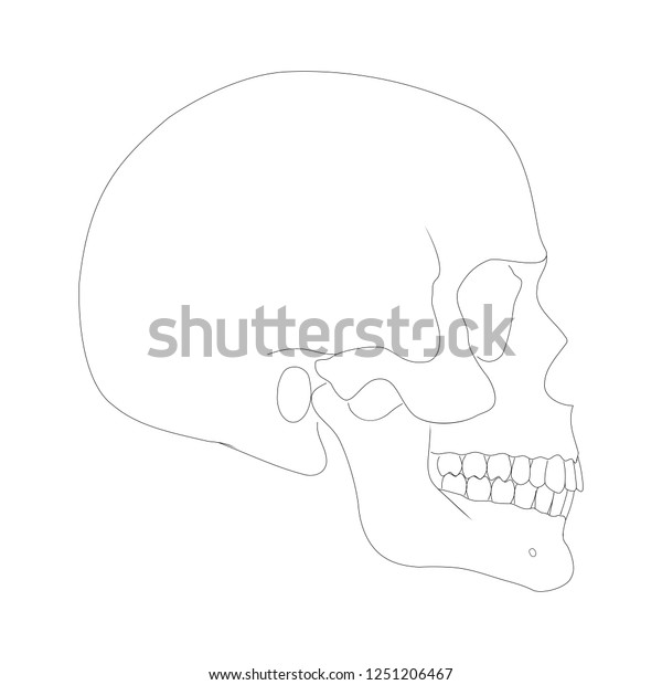 Illustration Human Skull Side View Simple Stock Vector (Royalty Free ...