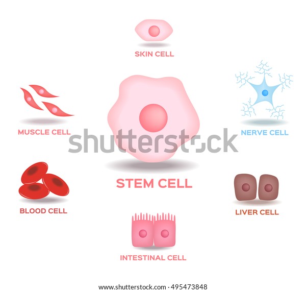 Illustration Human Stem Cell Applications On Stock Vector (Royalty Free ...
