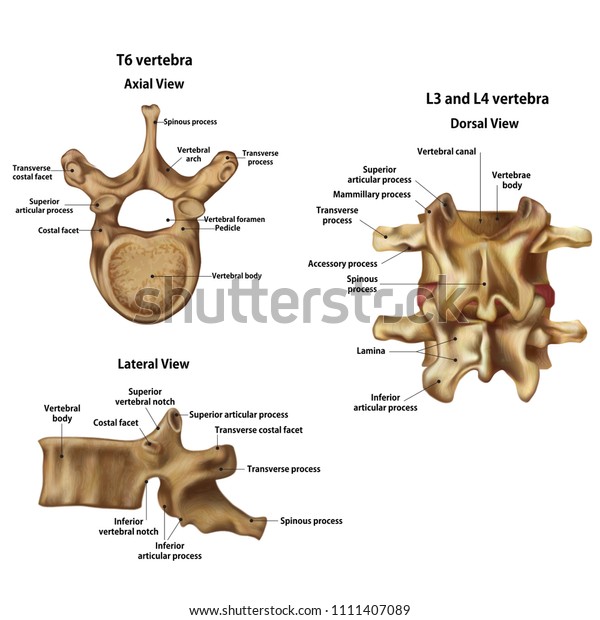 Illustration Human Vertebrae Name Description All Stock Vector (Royalty ...