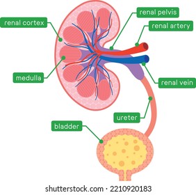 Illustration Kidney Cross Section Stock Vector (Royalty Free ...