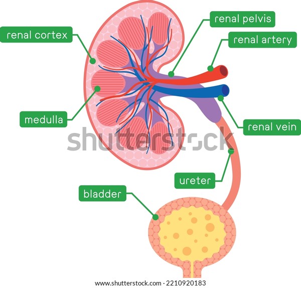 Illustration Kidney Cross Section Stock Vector (Royalty Free ...