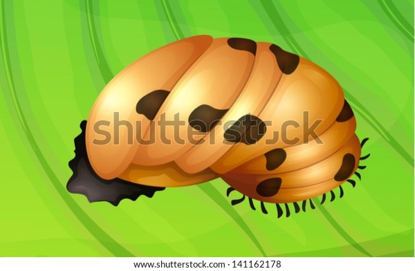 Illustration Ladybug Life Cycle Pupa Stage Stock Vector (Royalty Free ...