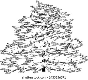 Illustration Larch Tree Isolated On White Stock Vector (Royalty Free ...