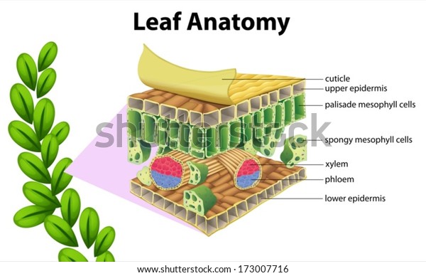 Illustration Leaf Anatomy On White Background Stock Vector (Royalty ...