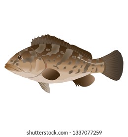 467 Grouper Drawing Images, Stock Photos & Vectors | Shutterstock