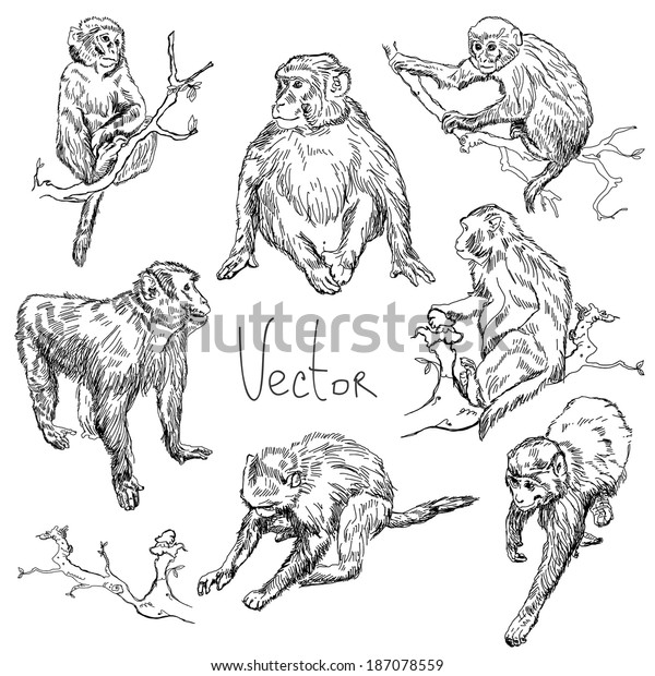 15,156 Monkey Sketch Illustration Images, Stock Photos & Vectors ...