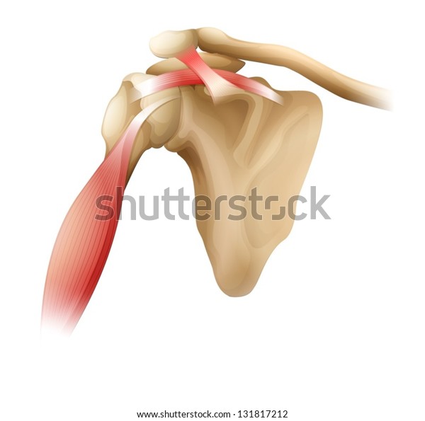 Illustration Muscles Around Shoulder Stock Vector (Royalty Free ...