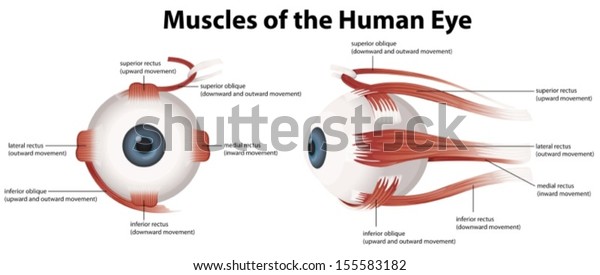 Illustration of the muscles of the human eye