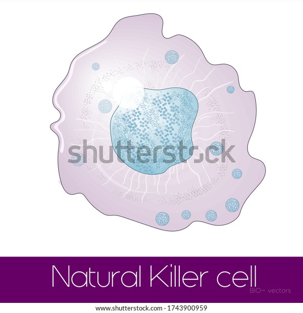 Illustration Natural Killer Cell Stock Vector (Royalty Free) 1743900959 ...