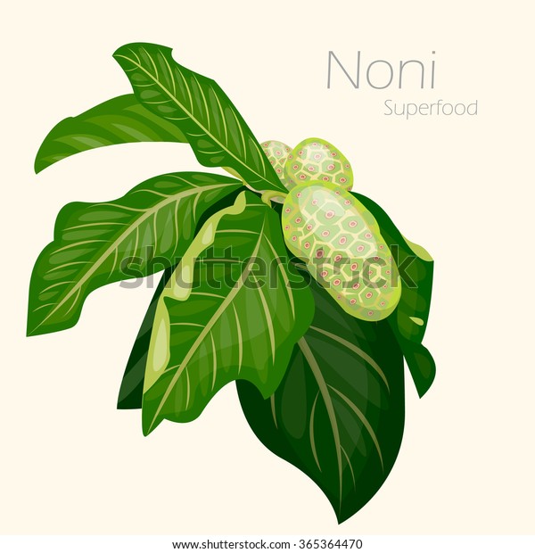 Illustration Noni Fresh Fruit Background Vector Stock Vector (Royalty ...