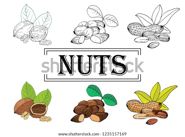 Illustration Nuts Vector Outline Headline Stock Vector (Royalty Free ...