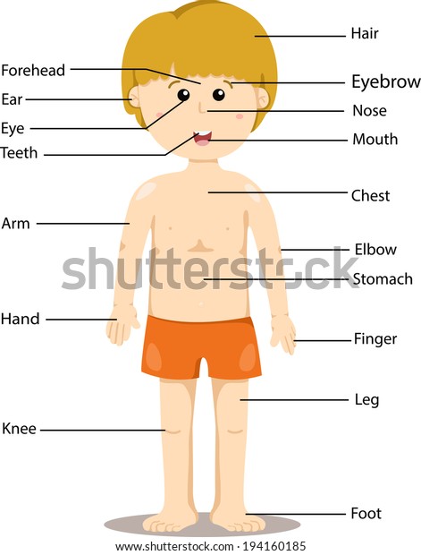 illustration of part of body