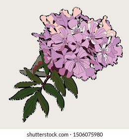 Illustration Phlox Vector Design Stock Vector (Royalty Free) 1506075980 ...