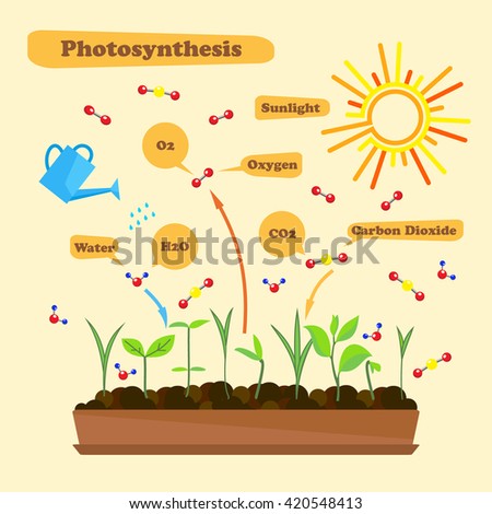 Illustration Photosynthesis Infographics Photosynthesis Process ...