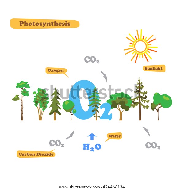 Illustration Photosynthesis Infographics Photosynthesis Process ...