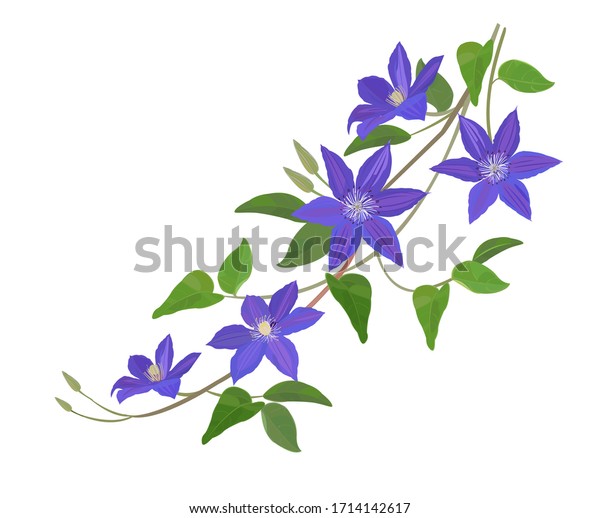 3,364 Clematis Vector Images, Stock Photos & Vectors | Shutterstock