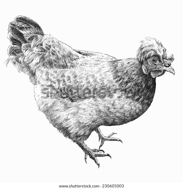 Illustration Realistic Hen Hand Draw: เวกเตอร์สต็อก (ปลอดค่าลิขสิทธิ์ ...