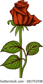 Illustration Rose Hand Drawing Vector Stock Vector (Royalty Free ...