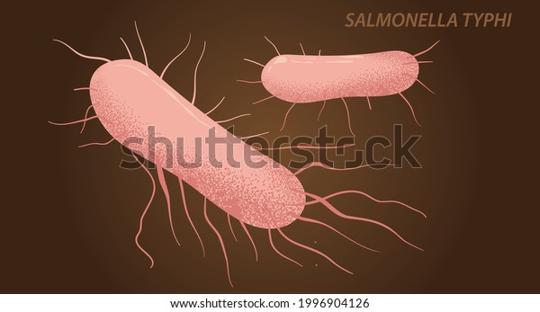 Illustration Salmonella Typhi Bacterial That Responsible Stock Vector ...