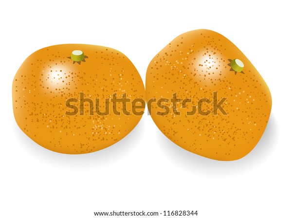 Illustration Satsuma Stock Vector (Royalty Free) 116828344 | Shutterstock