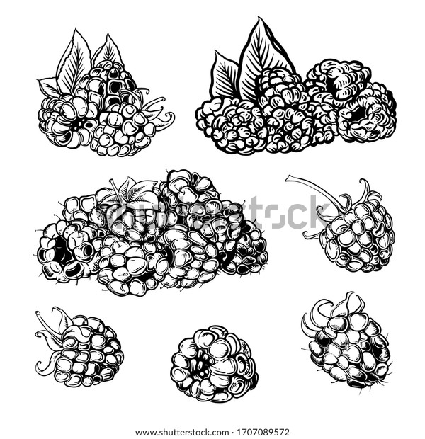 Illustration Set Drawing Raspberry Hand Draw Stock Vector (Royalty Free ...
