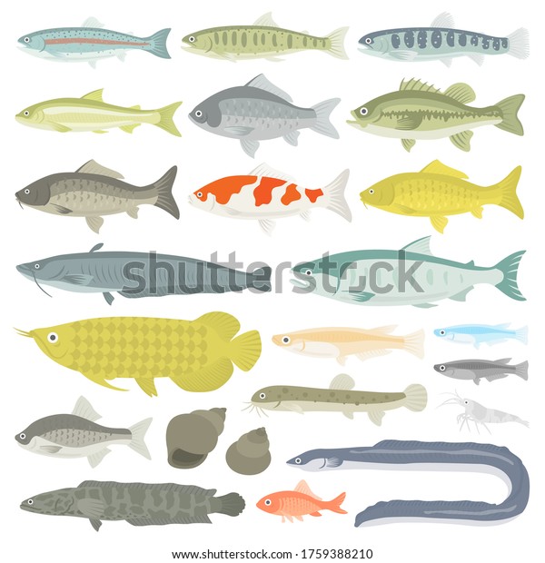 Illustration Set Freshwater Fish Stock Vector (Royalty Free) 1759388210 ...