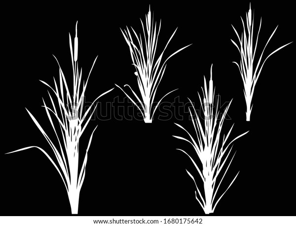 Illustration Set Reed Silhouettes Isolated On Stock Vector (Royalty ...