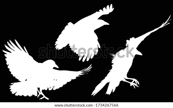 Vektor Stok Illustration Set Three Crow Silhouettes Isolated (Tanpa ...