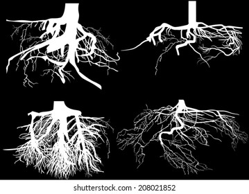 Illustration Set White Roots Isolated On Stock Vector (Royalty Free ...