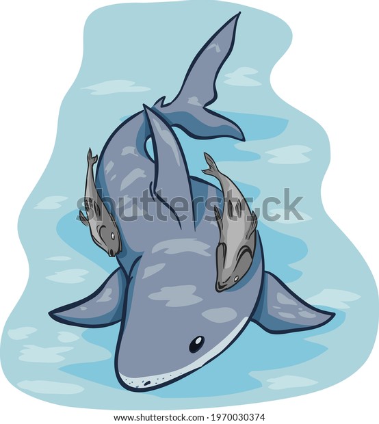 Illustration Shark Remora Fish Sample Ecological Stock Vector (Royalty ...