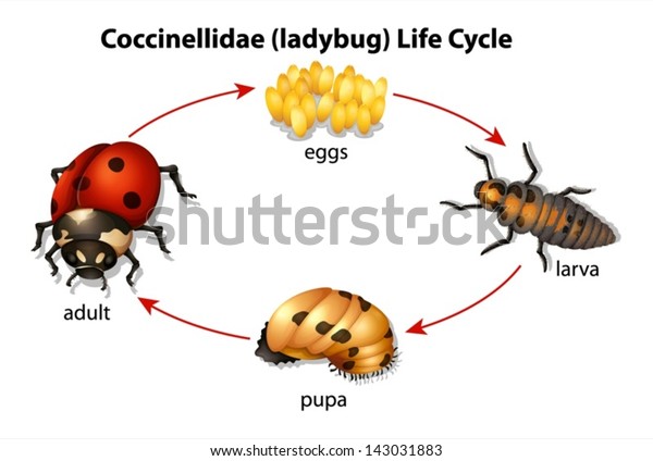 254 Cow Life Cycle Images, Stock Photos & Vectors | Shutterstock