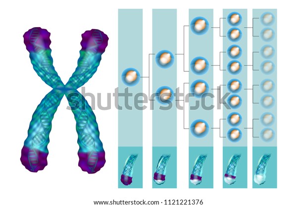 Illustration Showing Position Telomeres End Our Stock Vector (Royalty ...