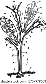 66 Endoderm Stock Vectors, Images & Vector Art | Shutterstock