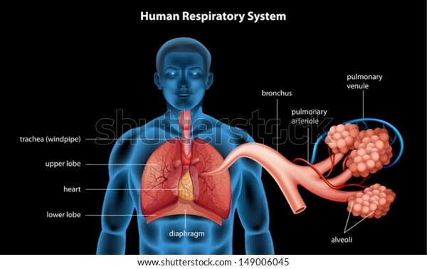 Illustration Showing Respiratory System Stock Vector (Royalty Free ...